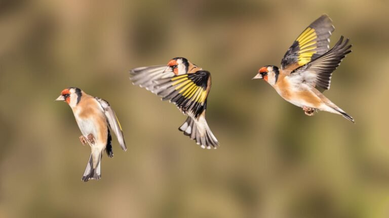 How to Photograph Birds in Flight